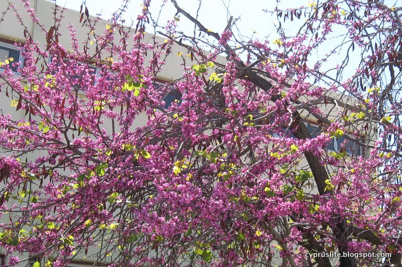 This is Cyprus...: Blooming Cyprus...