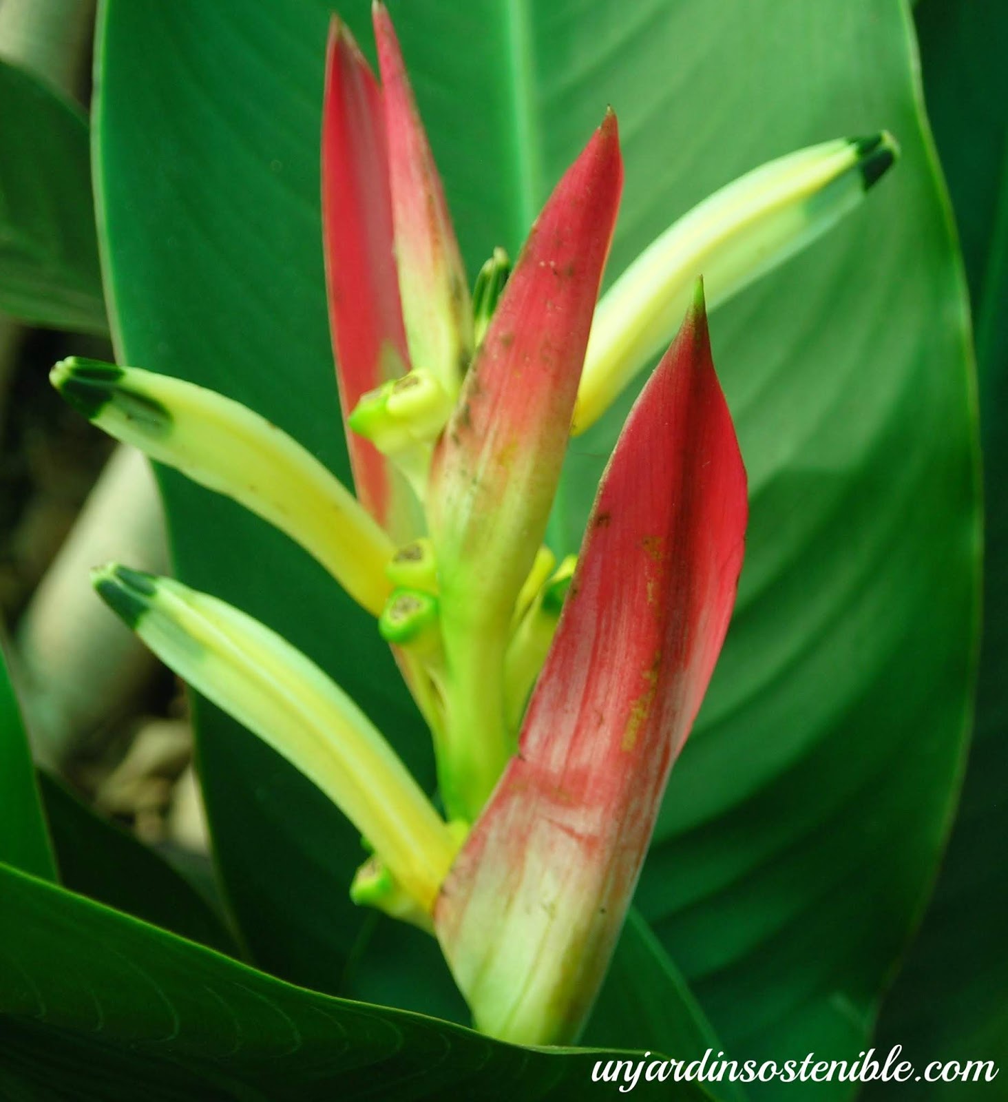 Heliconia SP (Platanillo)