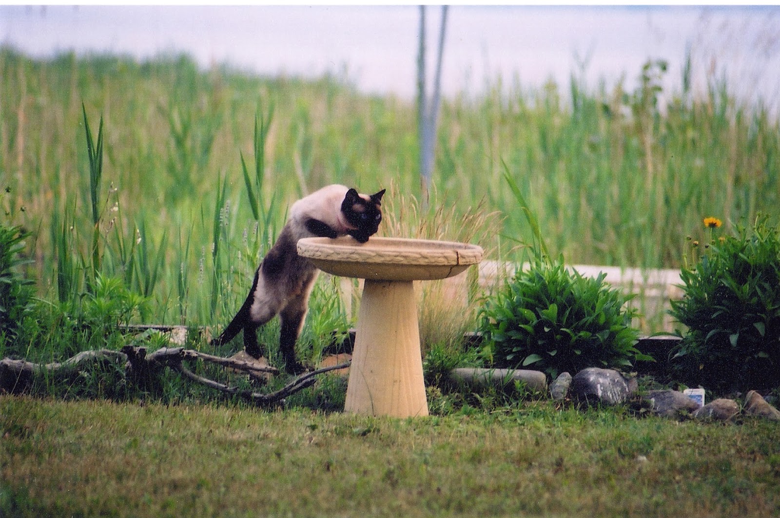 Through My Canadian Eyes: HONORABLE CAT