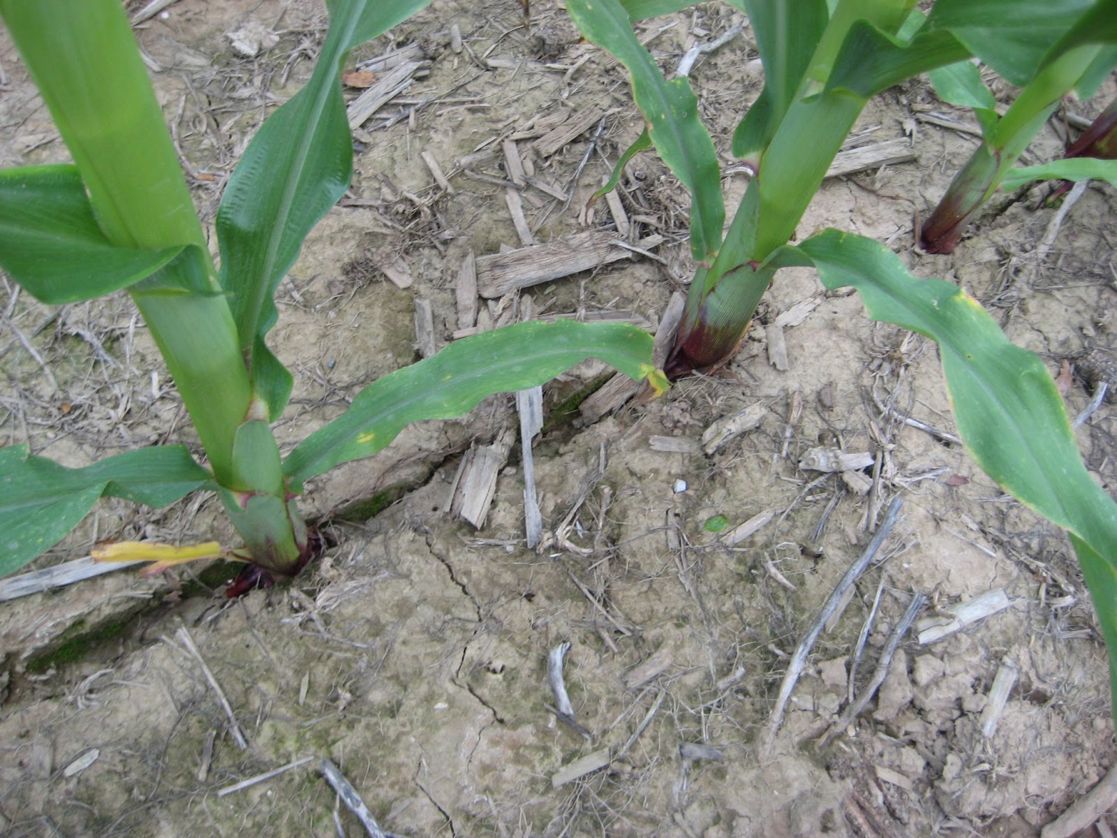 Grain Crops Update: Early Season Corn Nutrient Deficiencies and ...