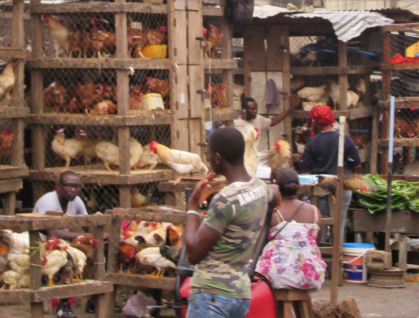 Bill's Excellent Adventures: Gabon