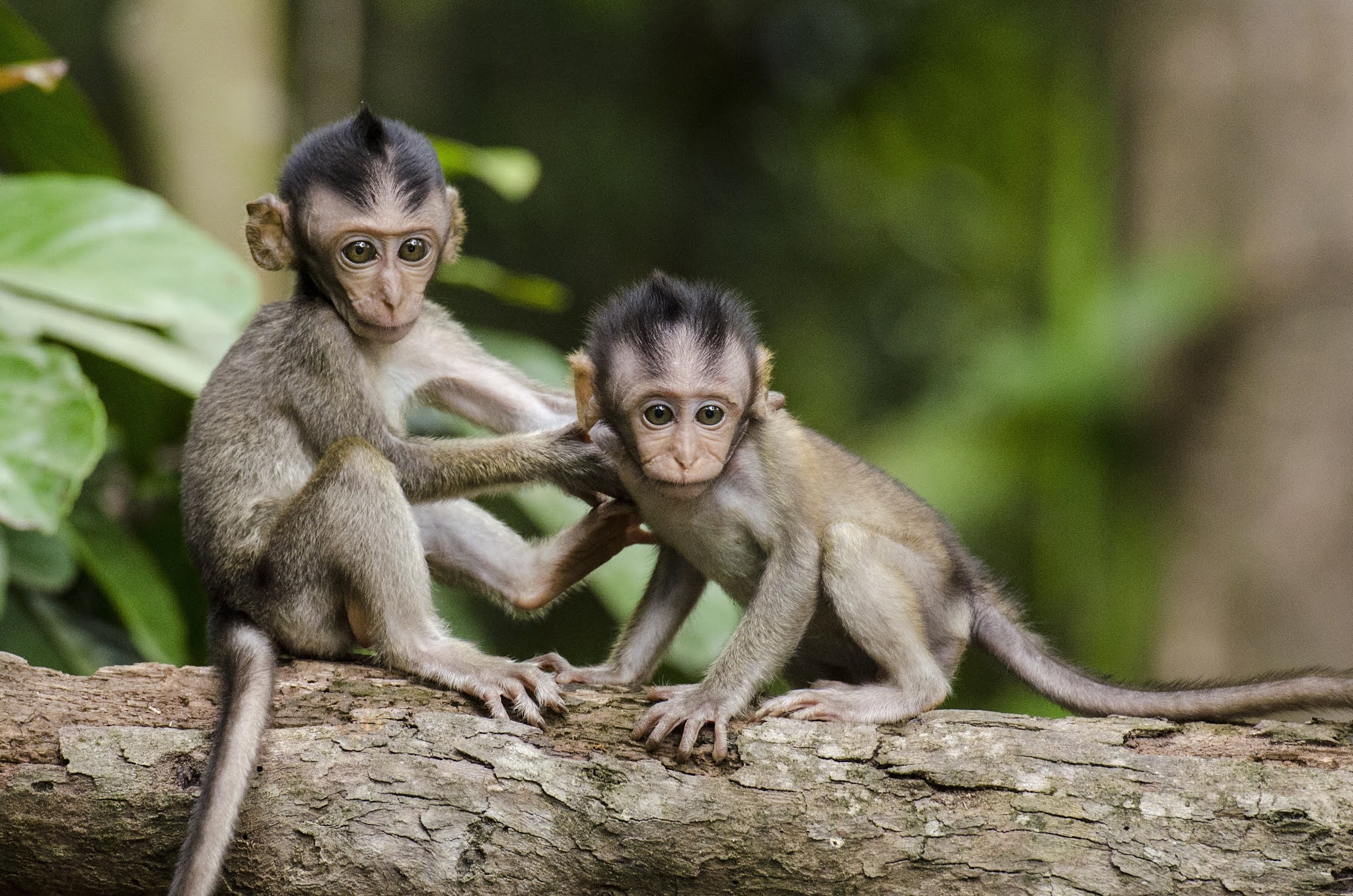 Monkeys: Habits, Diet and Other Facts