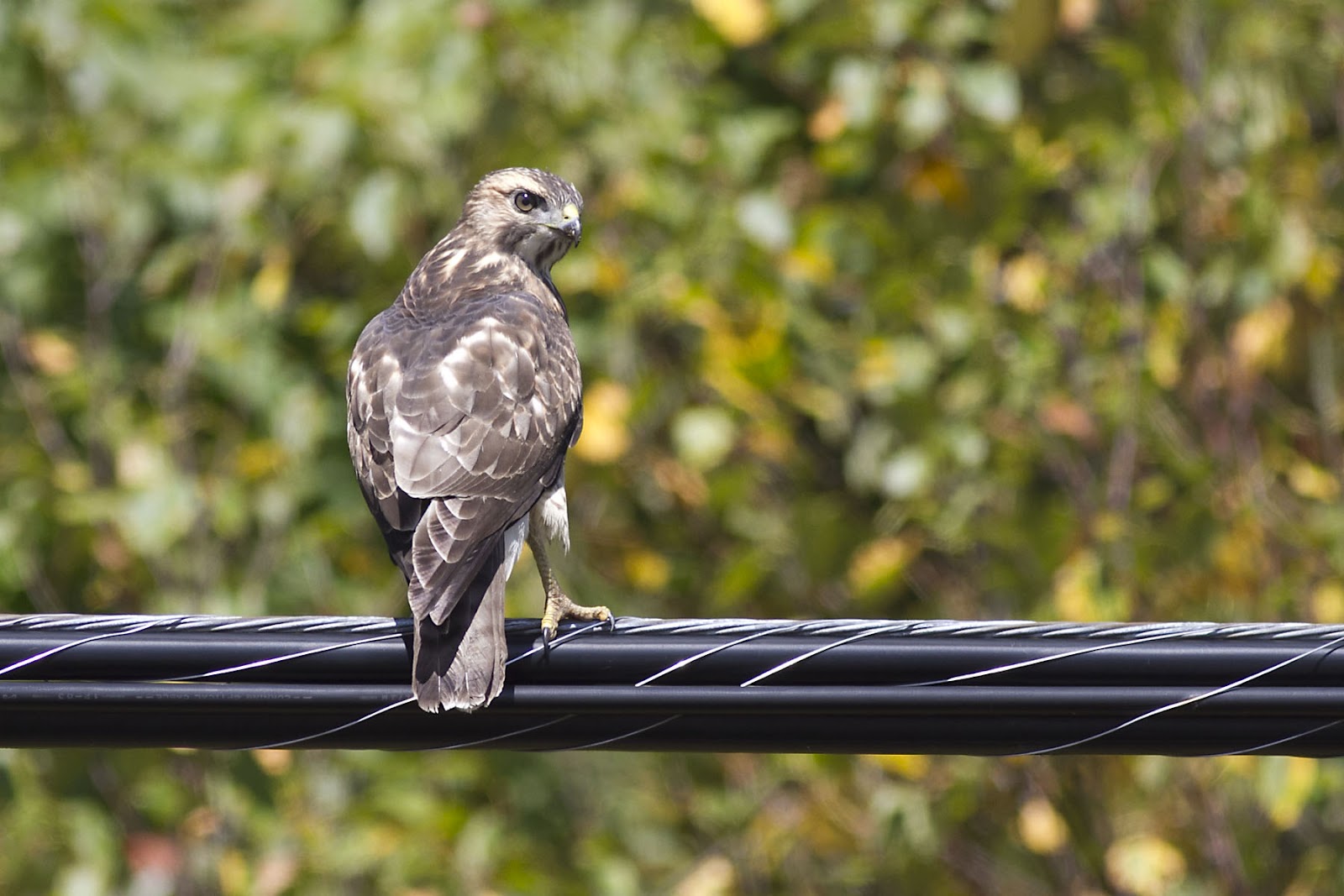 Ann Brokelman Photography: Broadwing Hawks at Algonquin and Mountsberg ...