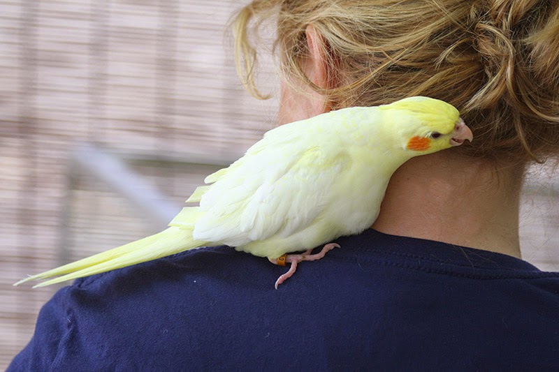 La calopsitta come pet