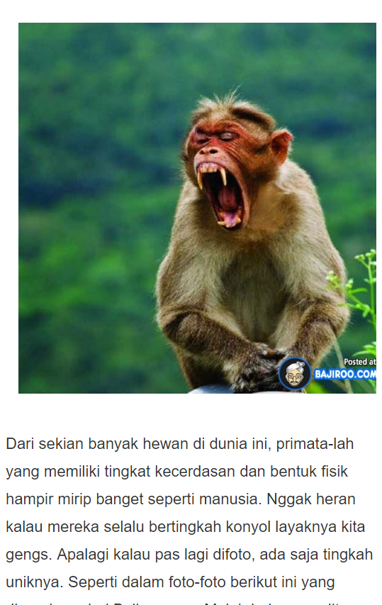 Seperti Ini Ekspresi Lucu nan Menggemaskan Primata di Alam Liar ...