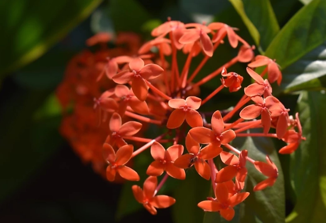 Nature Clicks Part 2