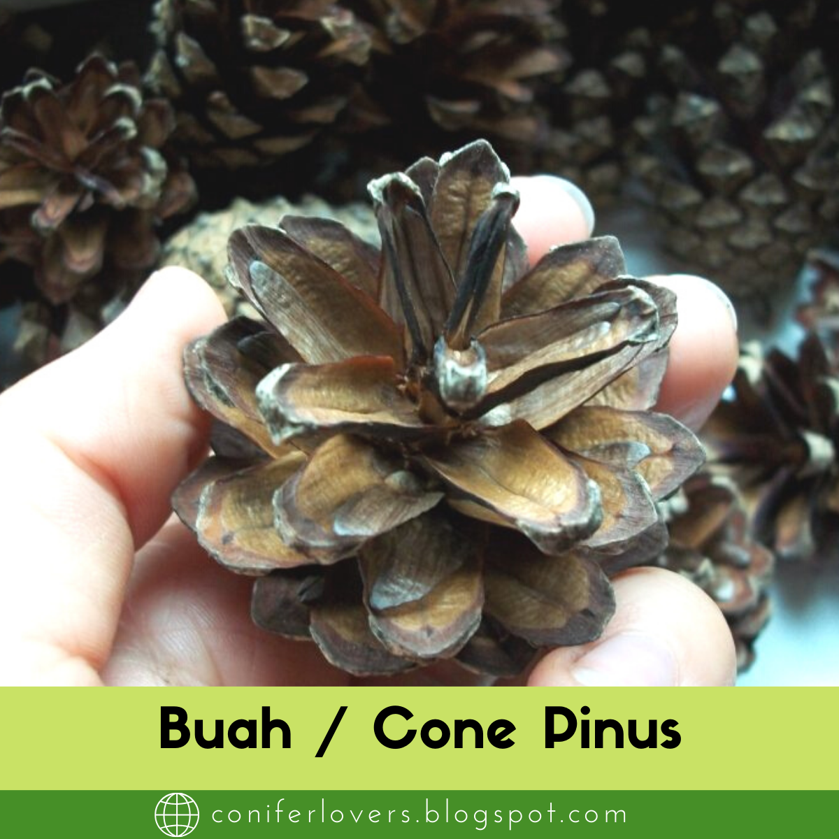 Apa itu Tanaman / Pohon Konifer?