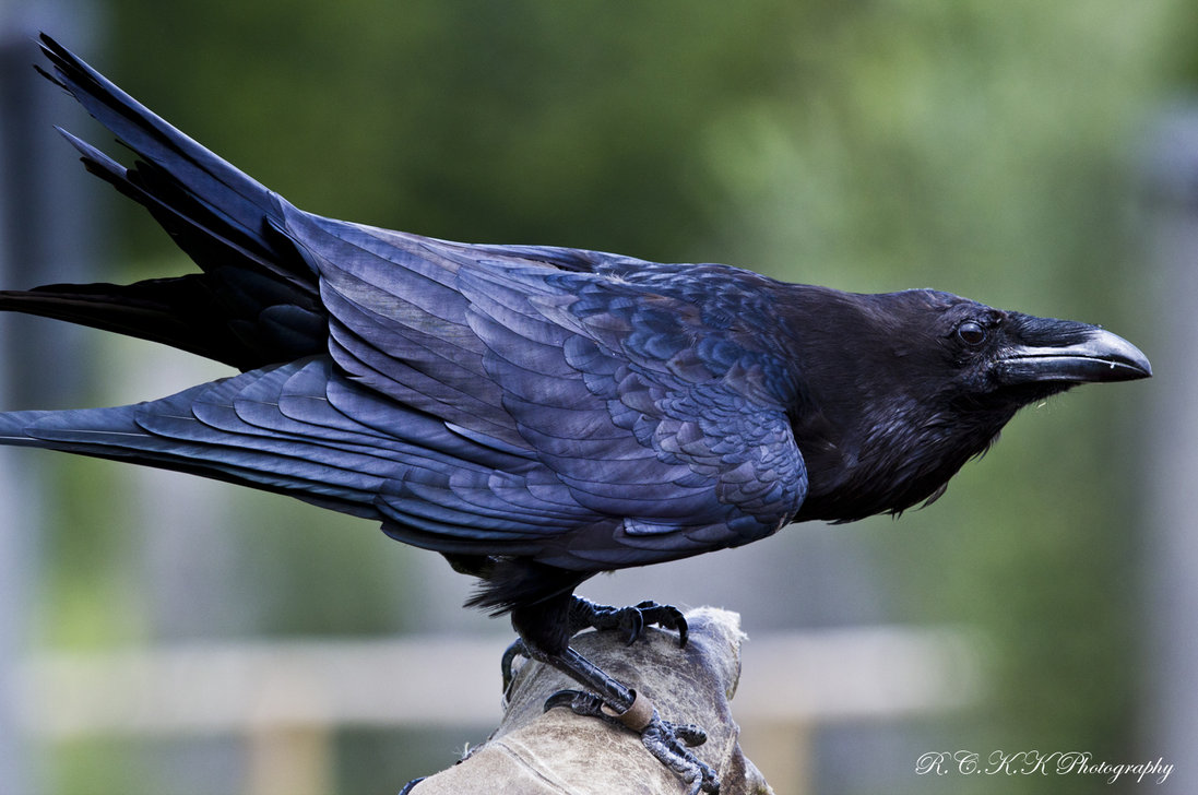 Bird In Everything: Raven Bird Photos
