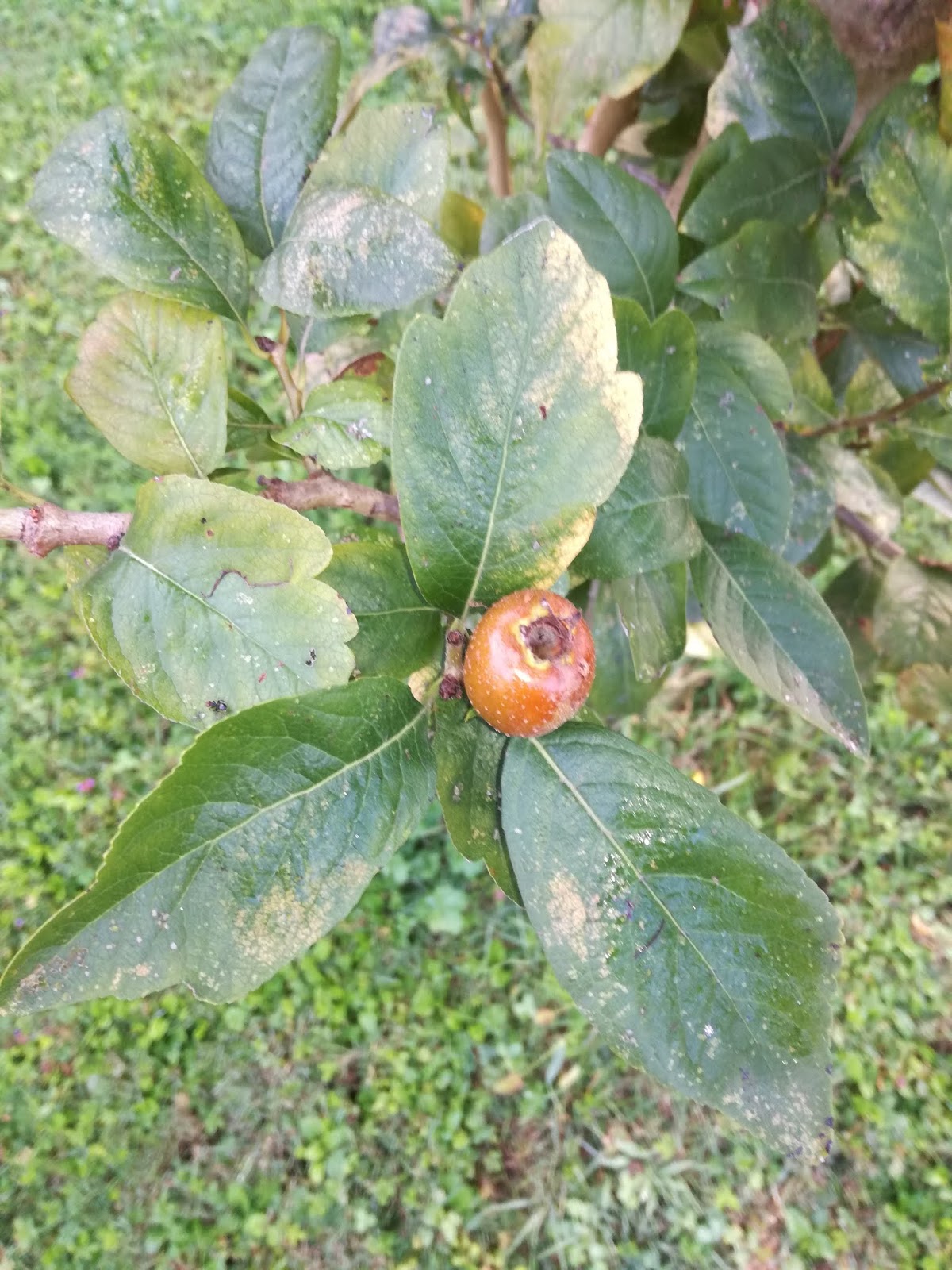 Fruits Seeker: Mespilus germanica e ibridi - medlar and hybrids