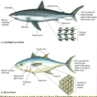 Ikhtiologi: Sistem Integumen