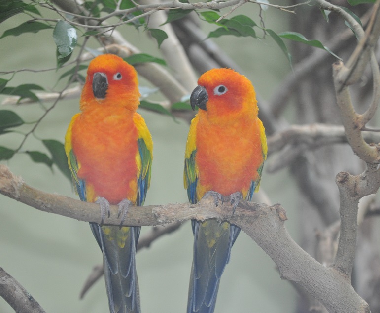 ZOOTOGRAFIANDO (6.100 ANIMALS): COTORRITA DEL SOL / SUN CONURE ...