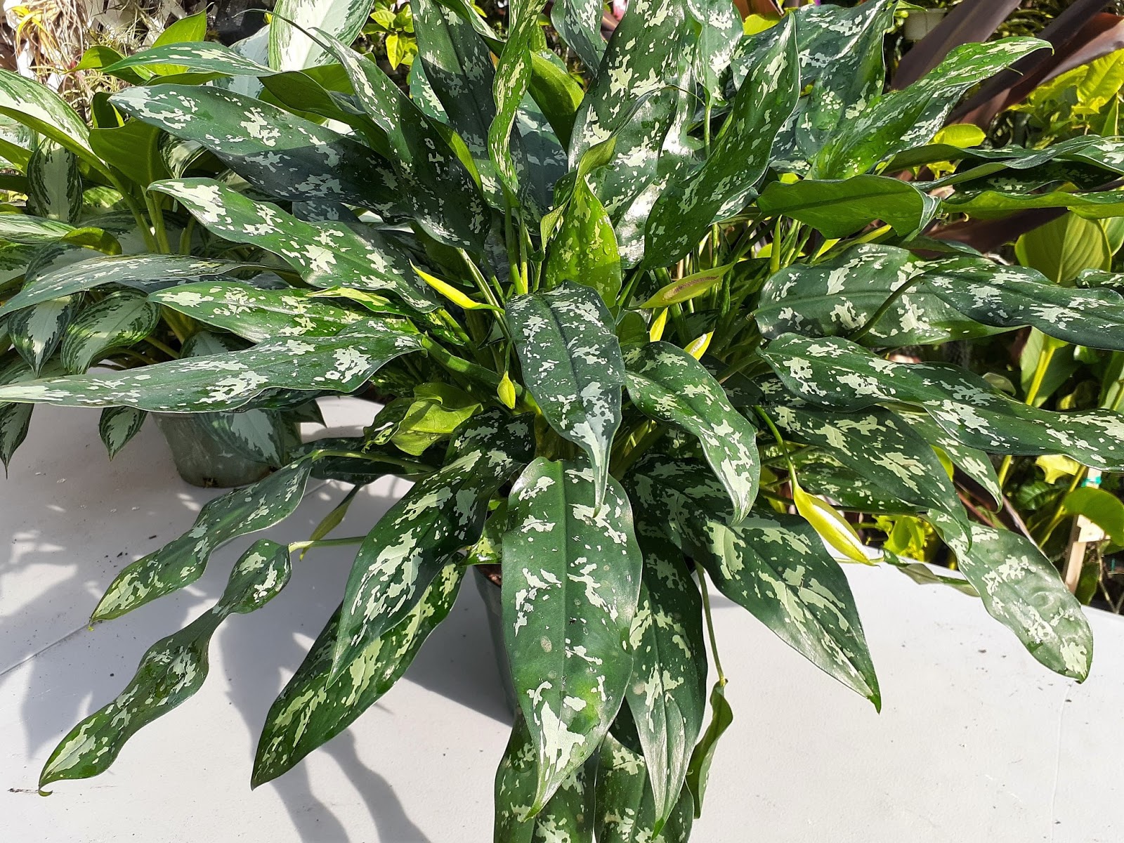 HeyPlantMan! Exotic Tropical Plants from St. Pete FL: Plant ...