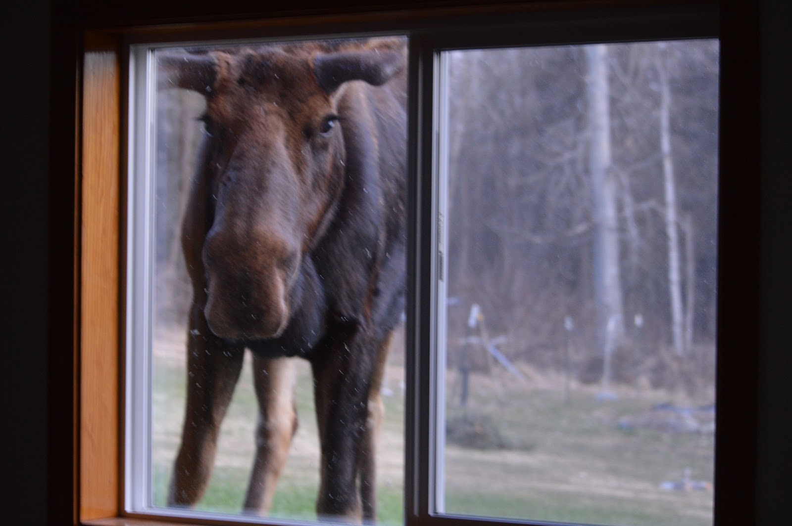 Courageous Joy: Good Morning Moose....Good Night Moose