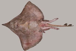 Artes de Pesca: VAMOS A PESCAR DIPTURUS