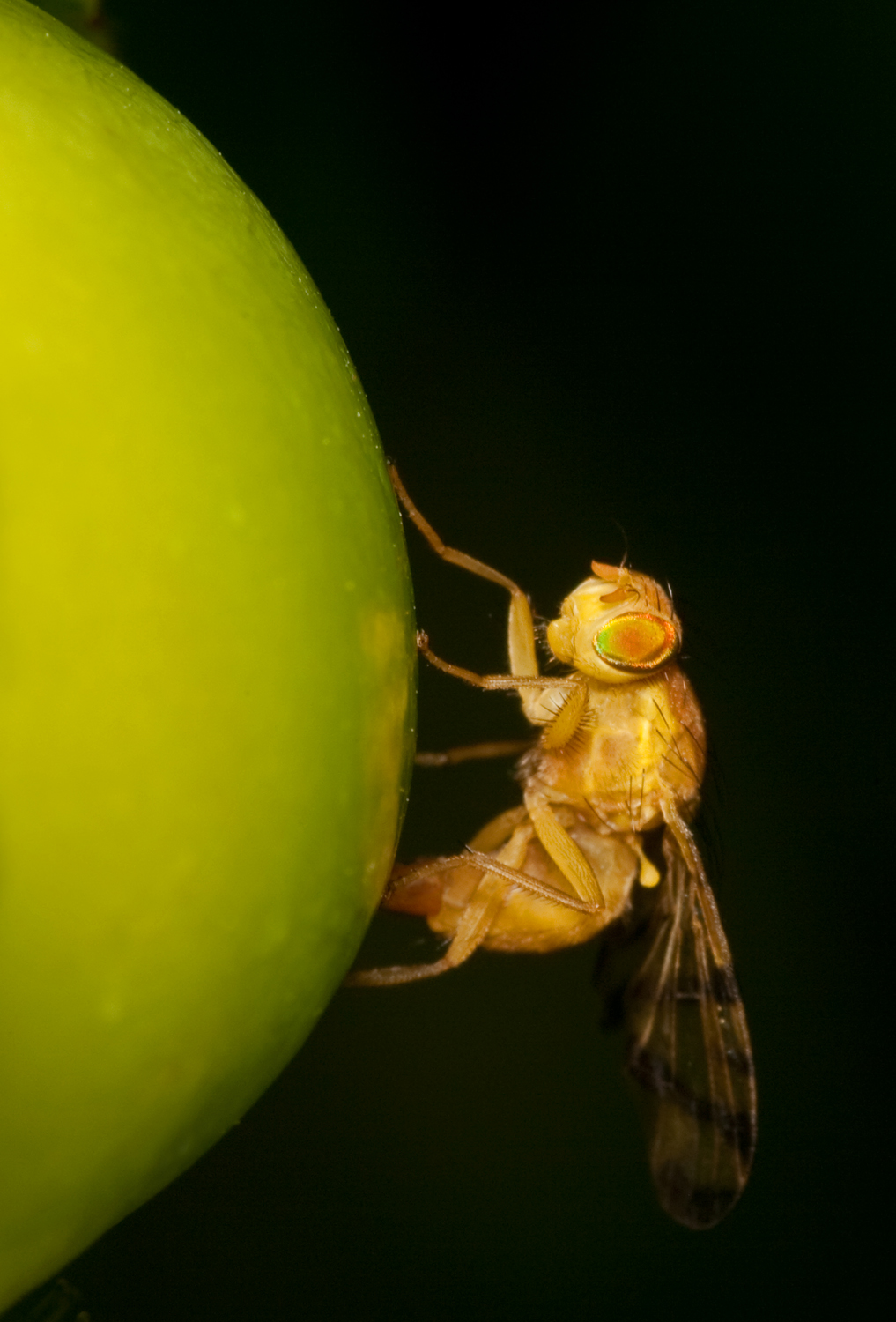 Irish Wildlife Photography: A fruit fly (Tephritid)