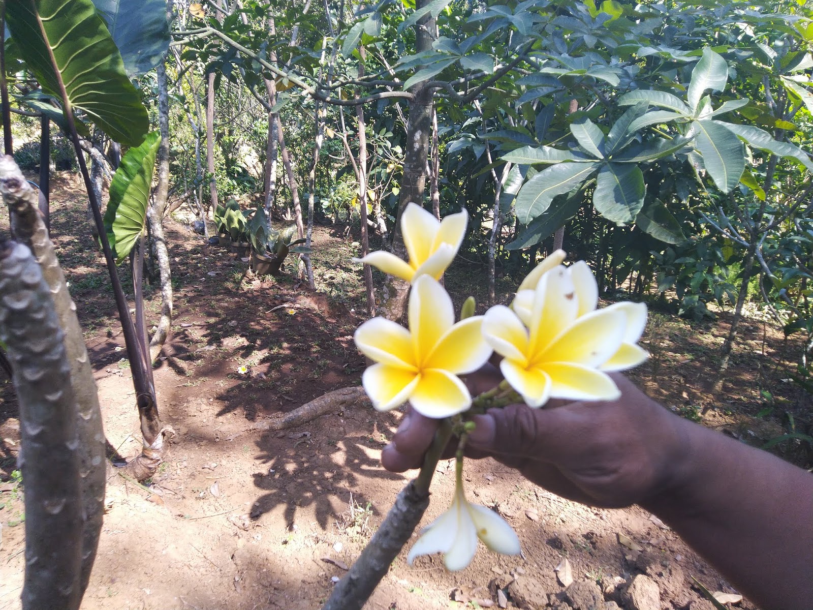 JUAL TANAMAN HIAS KAMBOJA BALI BUNGA KUNING ~ SINOX NURSERY JUAL TANAMAN HIAS KAMBOJA BALI BUNGA KUNING ~ SINOX NURSERY