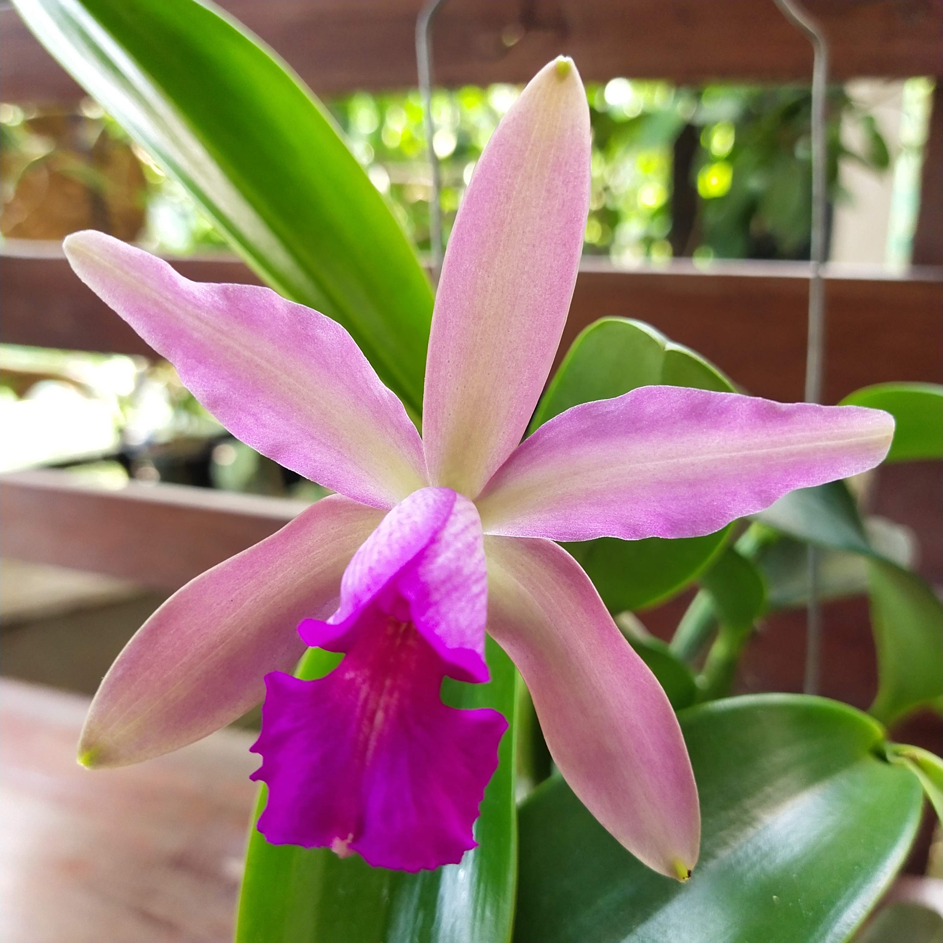 Ade's Orchid: Cattleya Beautiful Kaylila