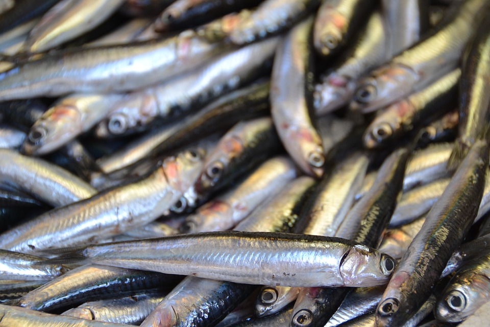 What is in a Can of Sardines? 5 Health Benefits from this Superfood