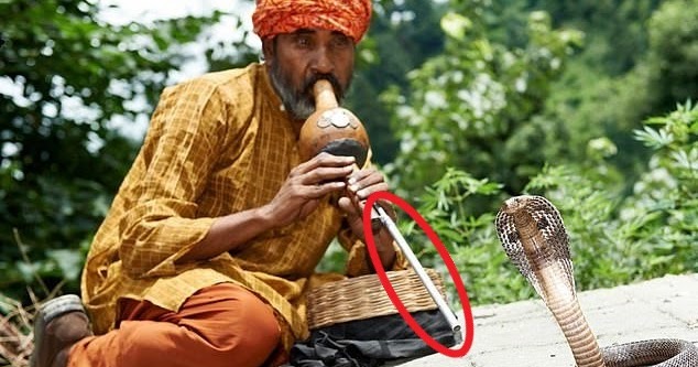 Why do snake dance on the sound of Flute from the snake charmer?