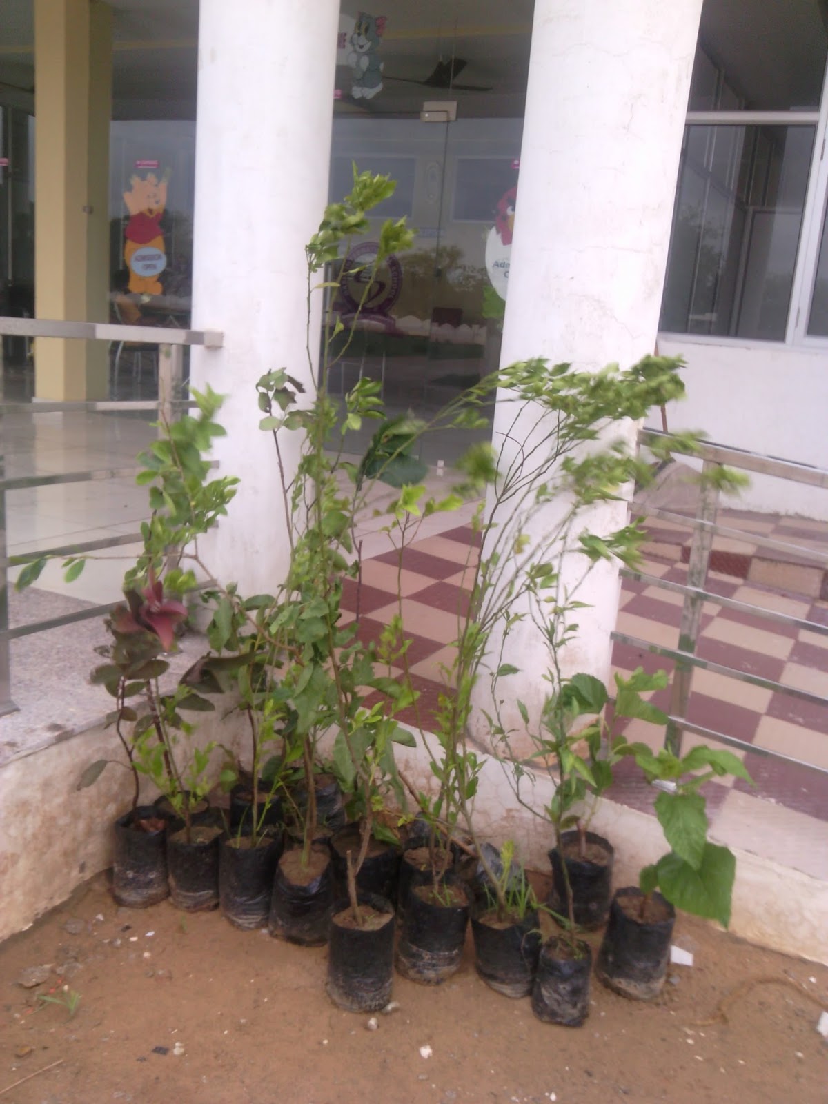 LIBRARY-KV-ITBP-BHANU-PKL-500024/44521: READY TO PLANT