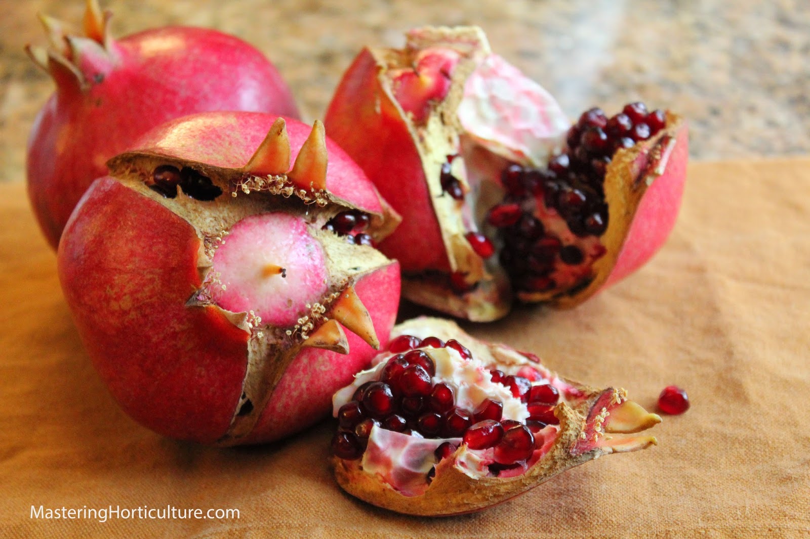 Mastering Horticulture: Why Pomegranates Crack Open