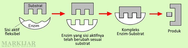 nahmatclay: Peran Enzim dalam Metabolisme Lengkap Pengertian, Komponen ...