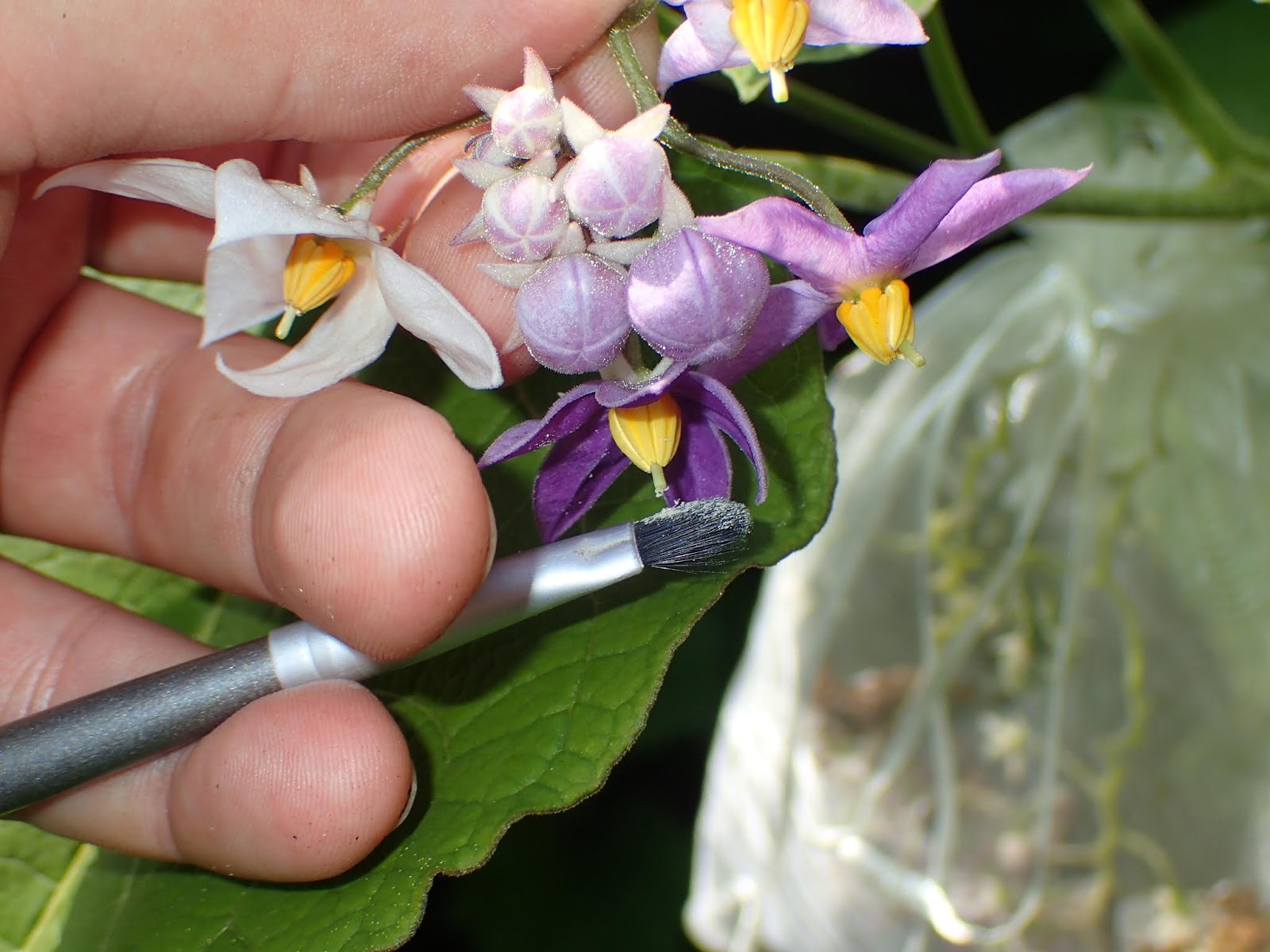 Scirpidiella's Plants: Hybrid of Hardy Tamarillo’s (Cyphomandra ...