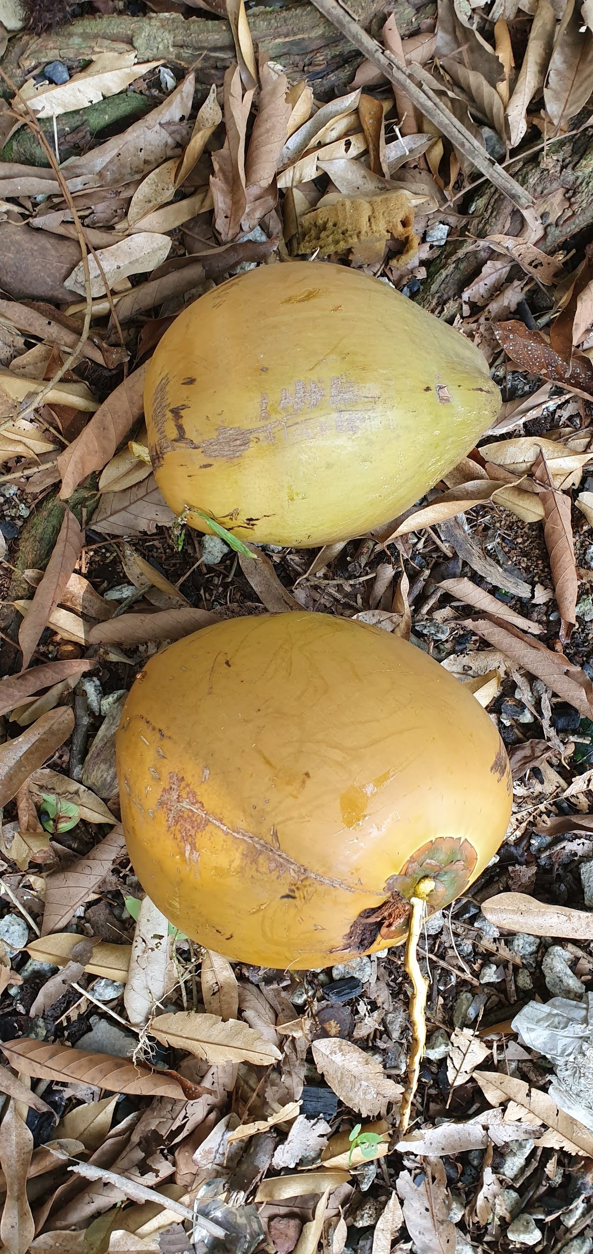 Warisan Petani: The Gun In The Jug