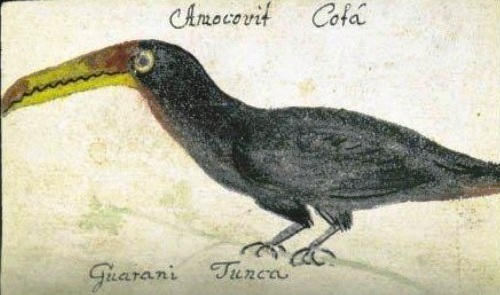 HISTORIAS ZOOLOGICAS: EL TUCÁN GRANDE (Ramphastos toco) Y SU EXTRAÑA LENGUA