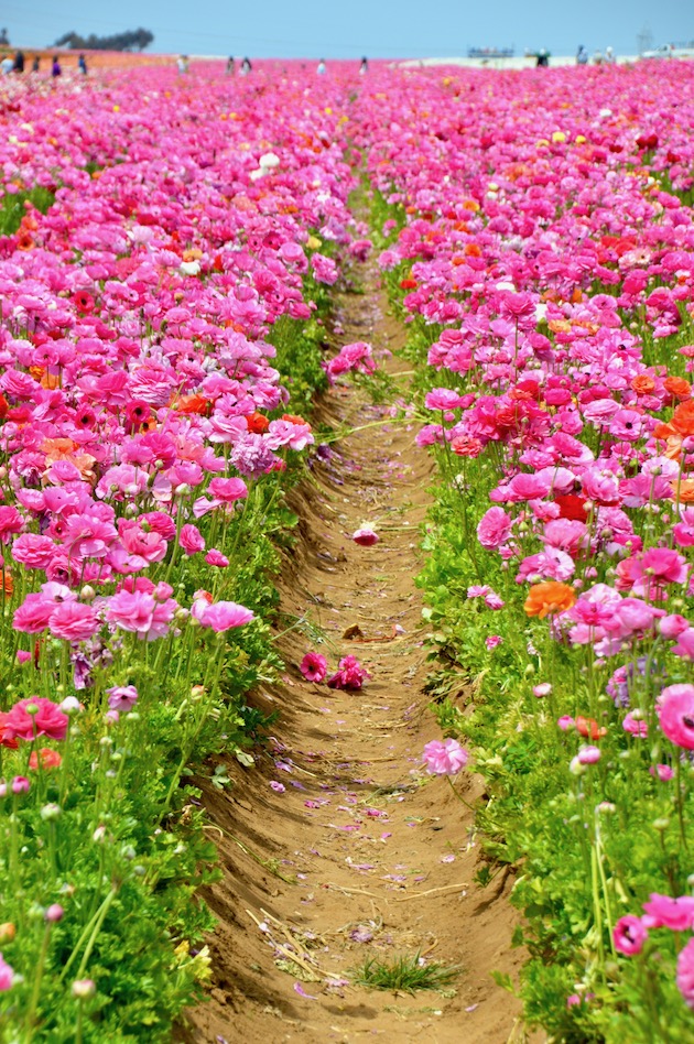 Hello Katie Girl: Flower Heaven at The Flower Fields