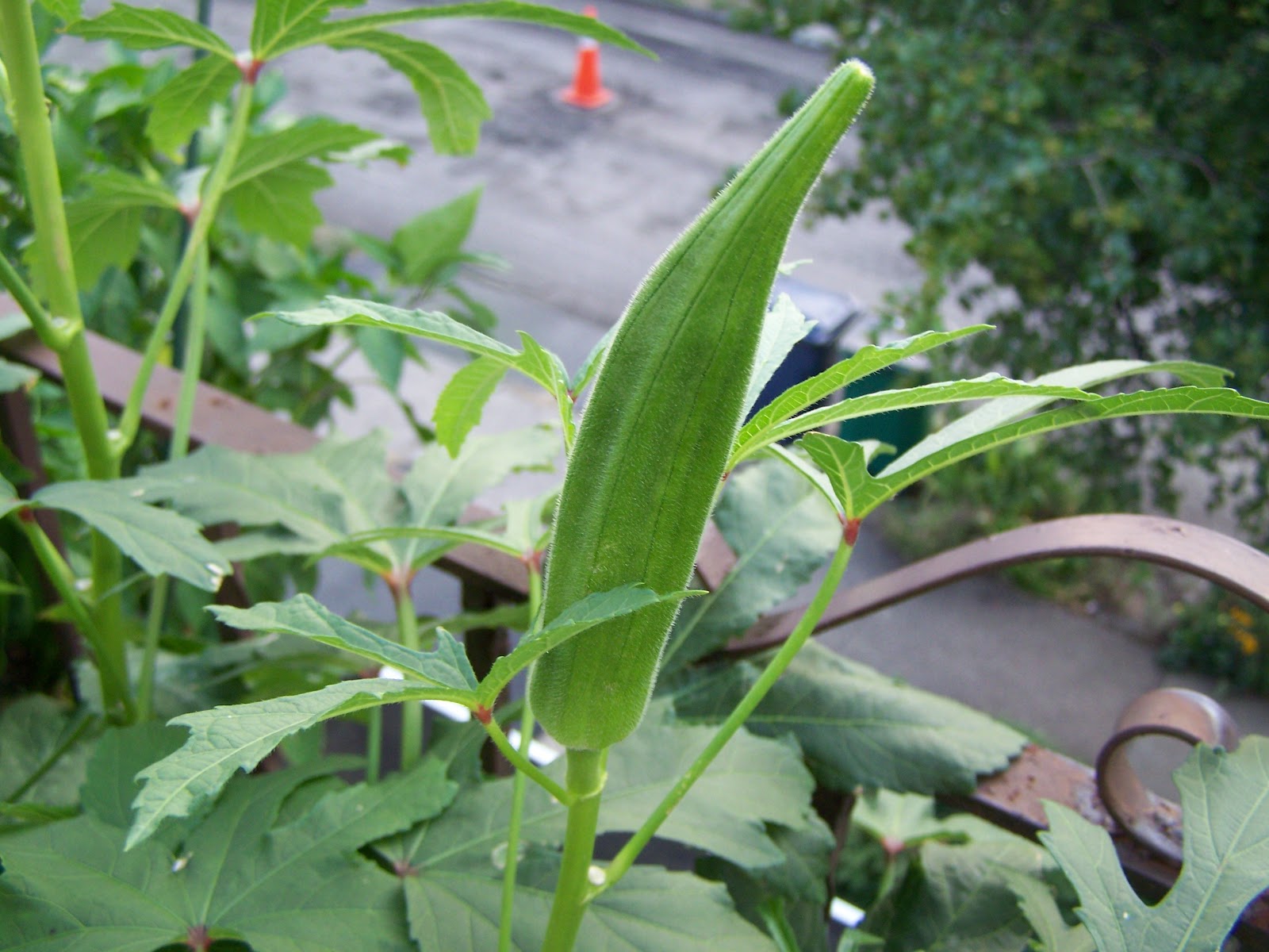 Captive Roots: How to Preserve Okra (and other news)