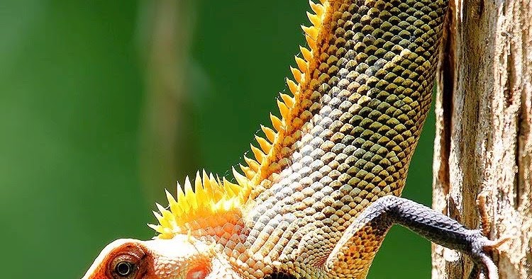 Zoology | NaturalGreen