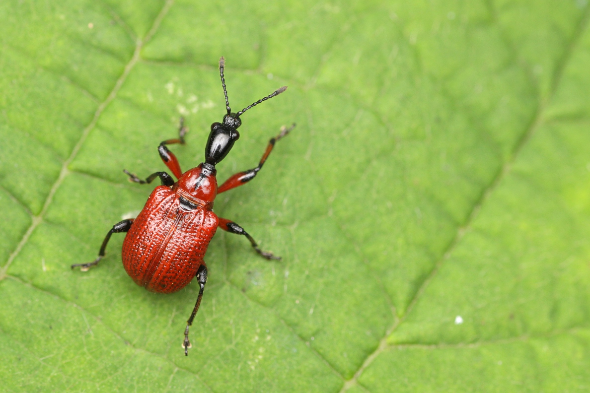 A Little Natural History: Okapi weevil