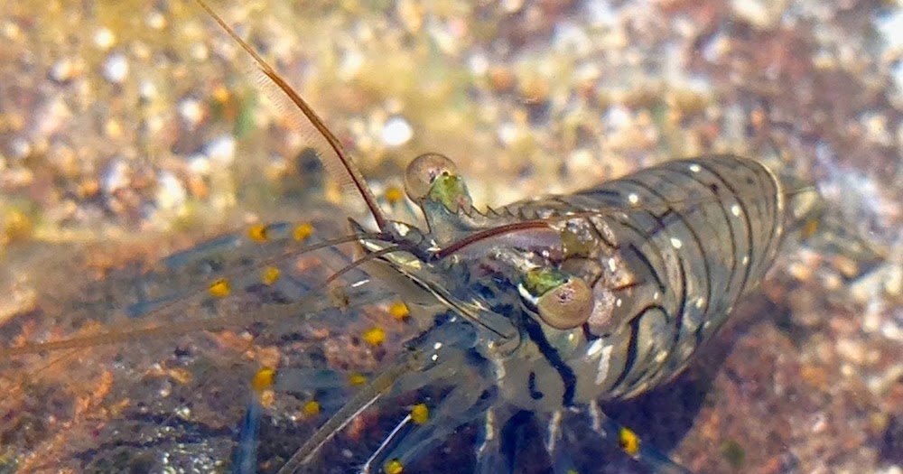 Rafael Microfauna Marina: Palaemon (Crustáceos: Decápodos)