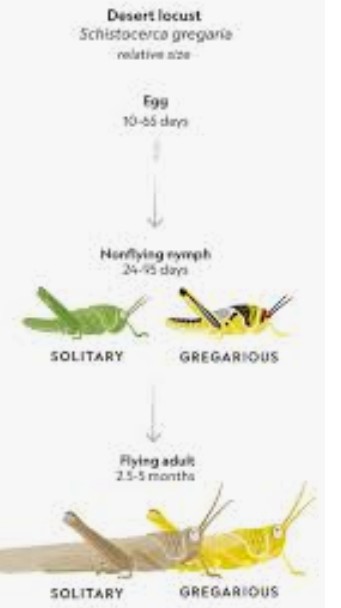 What are LOCUSTS and its LIFE CYCLE ?? How do they ATTACK?