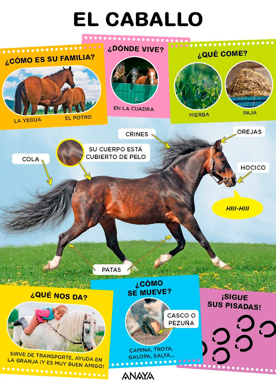 INFANTIL: 3 AÑOS. EL CABALLO