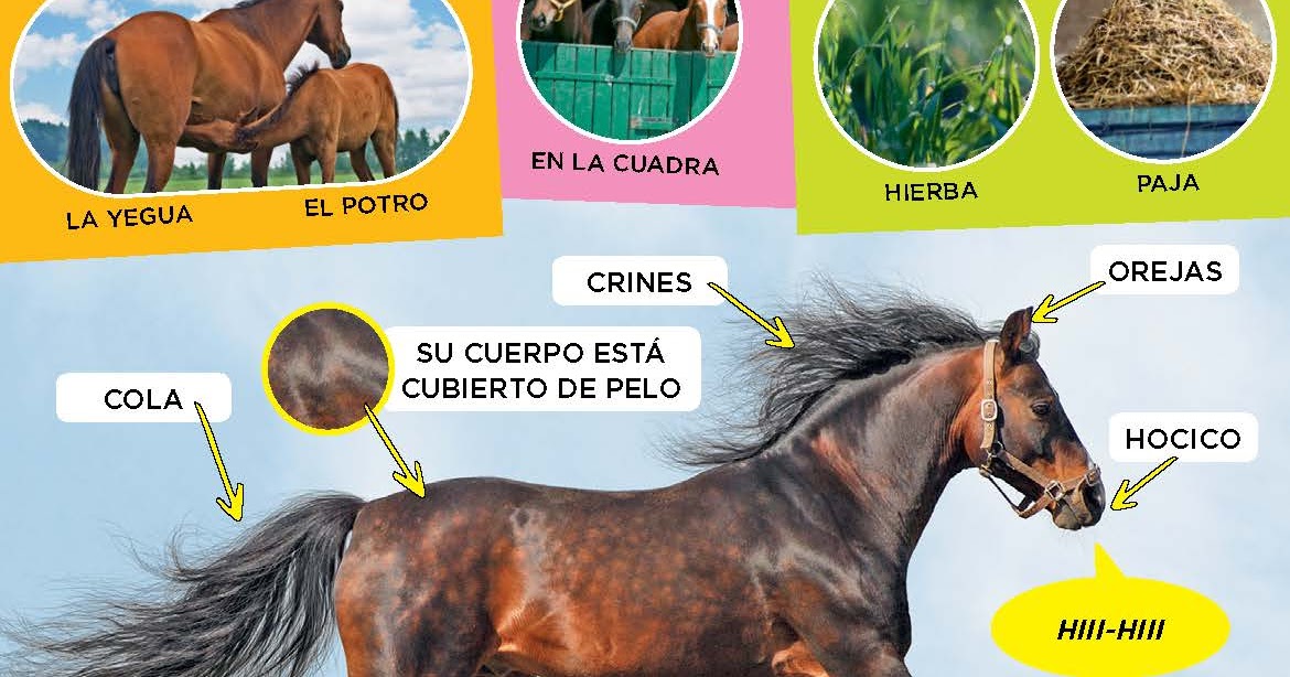 INFANTIL: 3 AÑOS. EL CABALLO