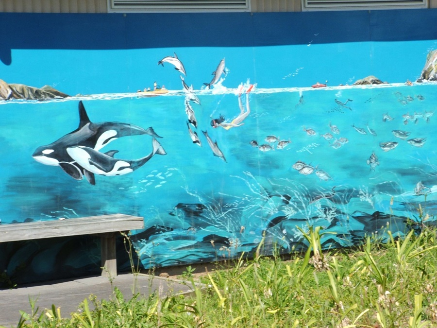 photographing New Zealand: a few murals