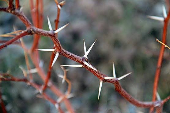 Rolling Steel Tent: Pointy things