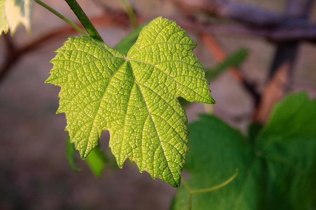 ΑΠΟΘΗΚΕΥΣΤΕ ΤΑ ΑΜΠΕΛΟΦΥΛΛΑ ΣΤΗΝ ΚΑΤΑΨΥΞΗ | symboyles