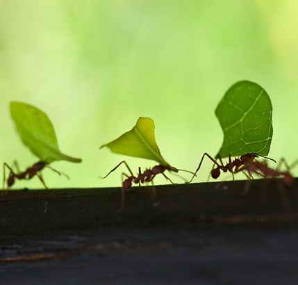 10 FAKTA MENAKJUBKAN TENTANG SEMUT | ZILZAAL