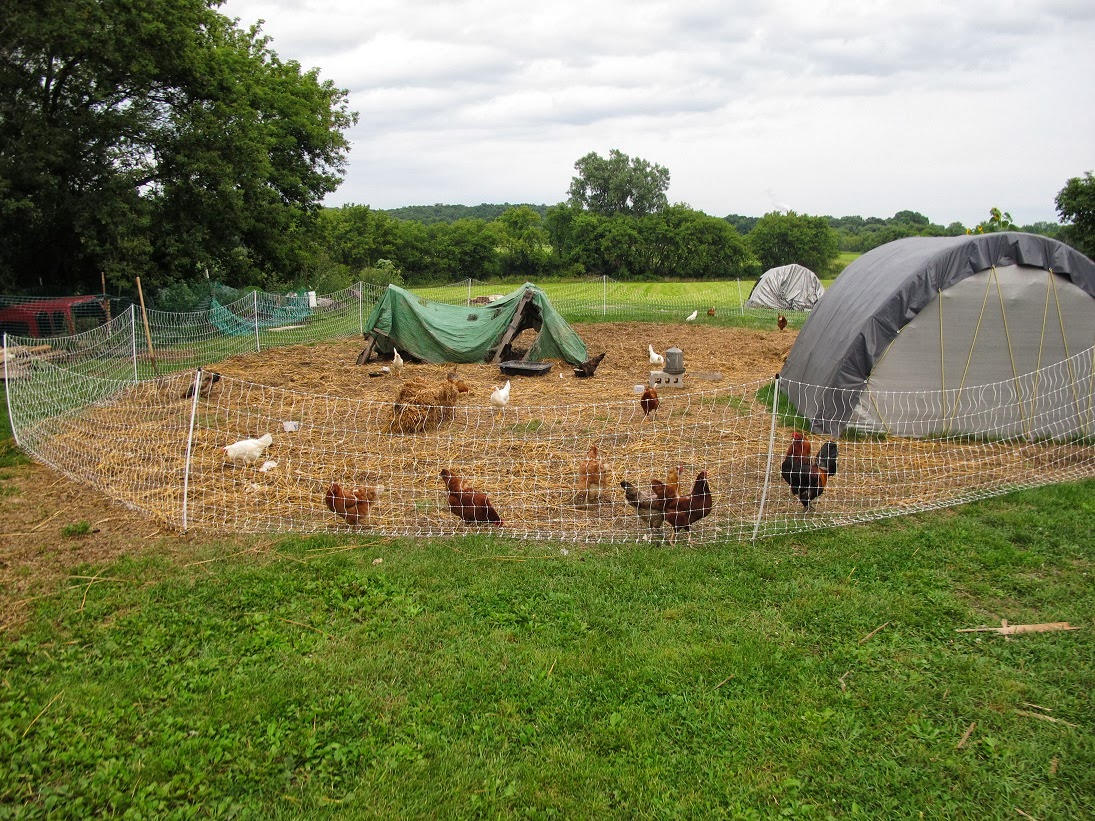 Joe's Garden Journal: Random Updates 9/27/13