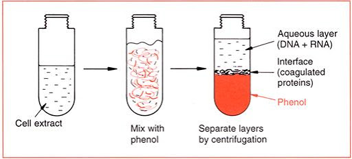 [Purification of DNA from Living Cells] Total cell DNA의 분리 - 2부