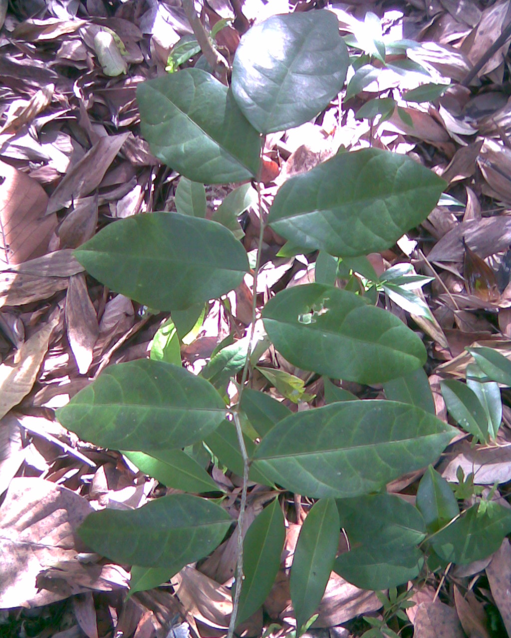 WARISAN ETNOBOTANI: Chemperai