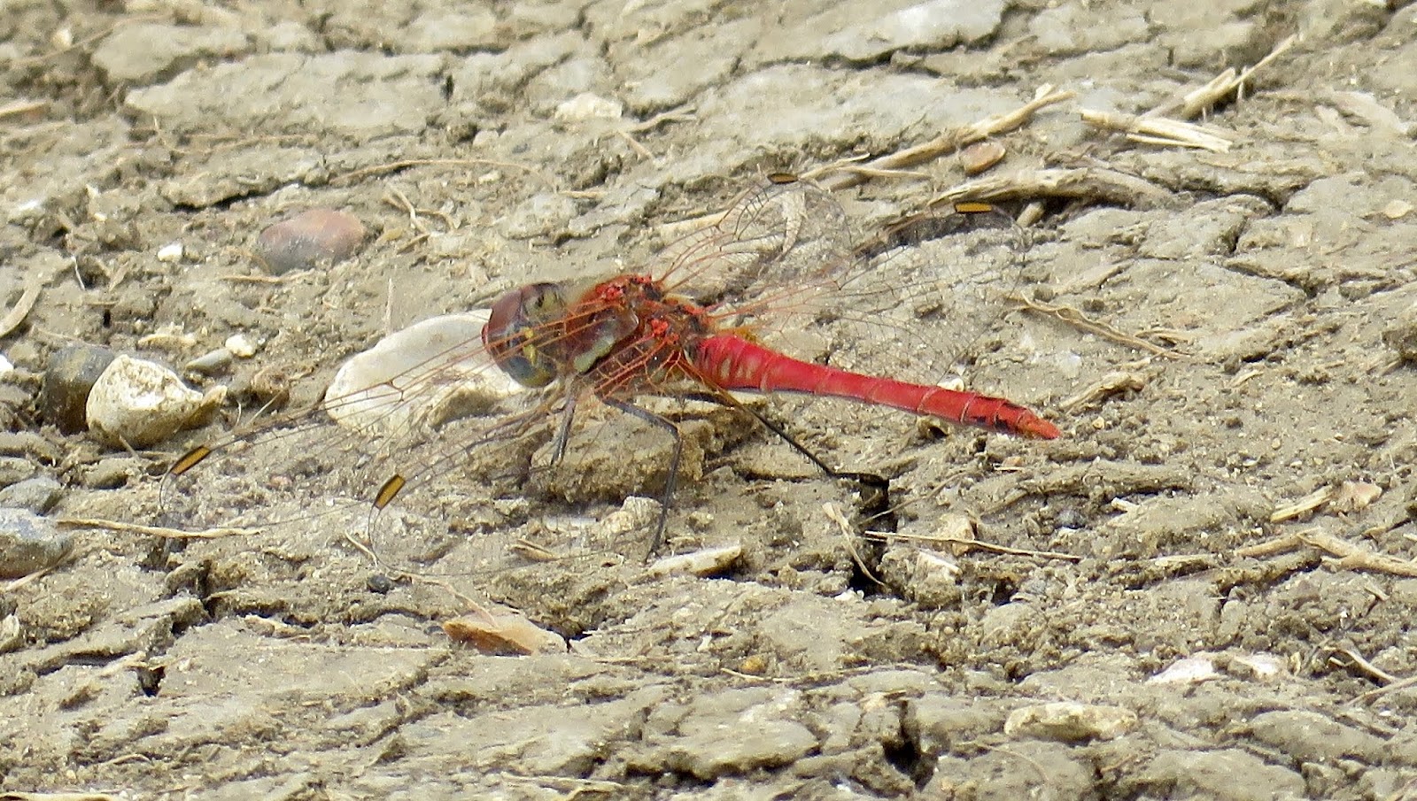 Red-veined Darters at Beddington