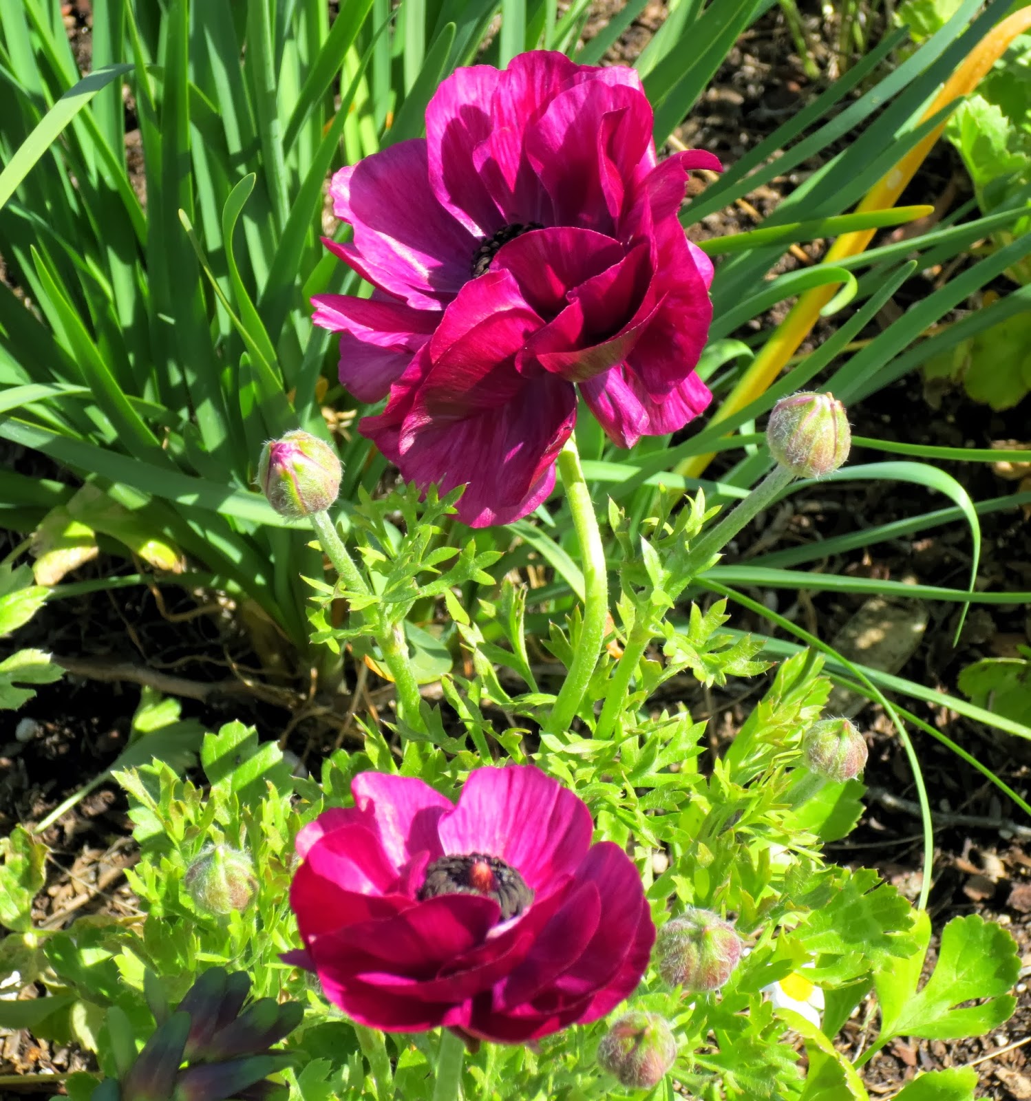 Late to the Garden Party: Droopy Daffodils and Floppy Freesia