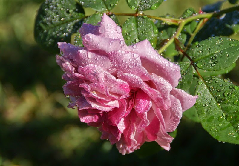Organic Garden Dreams: October Roses