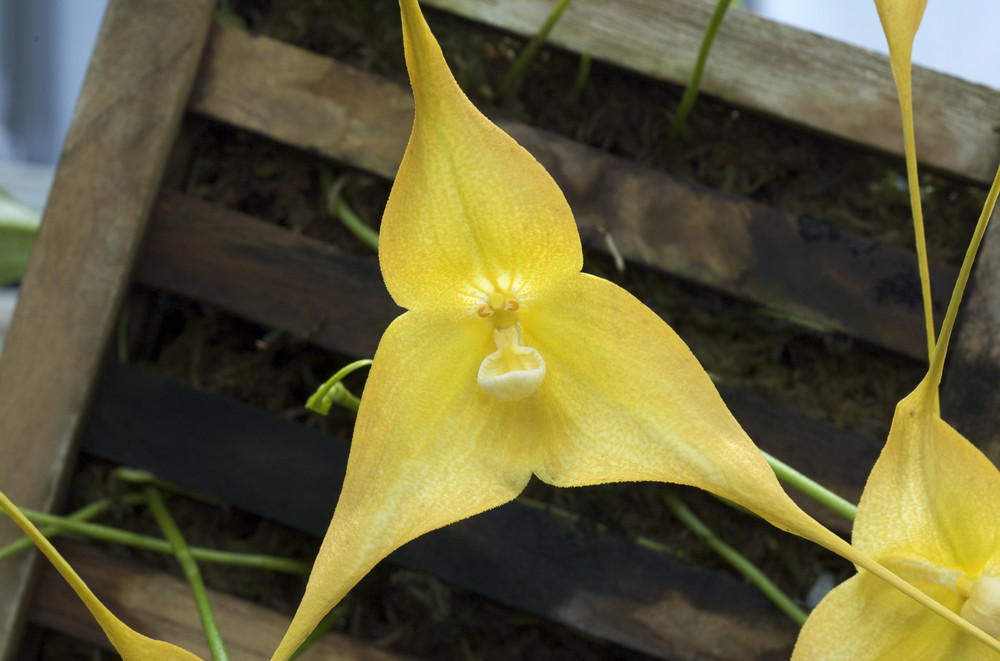 The Amazing Monkey Orchid