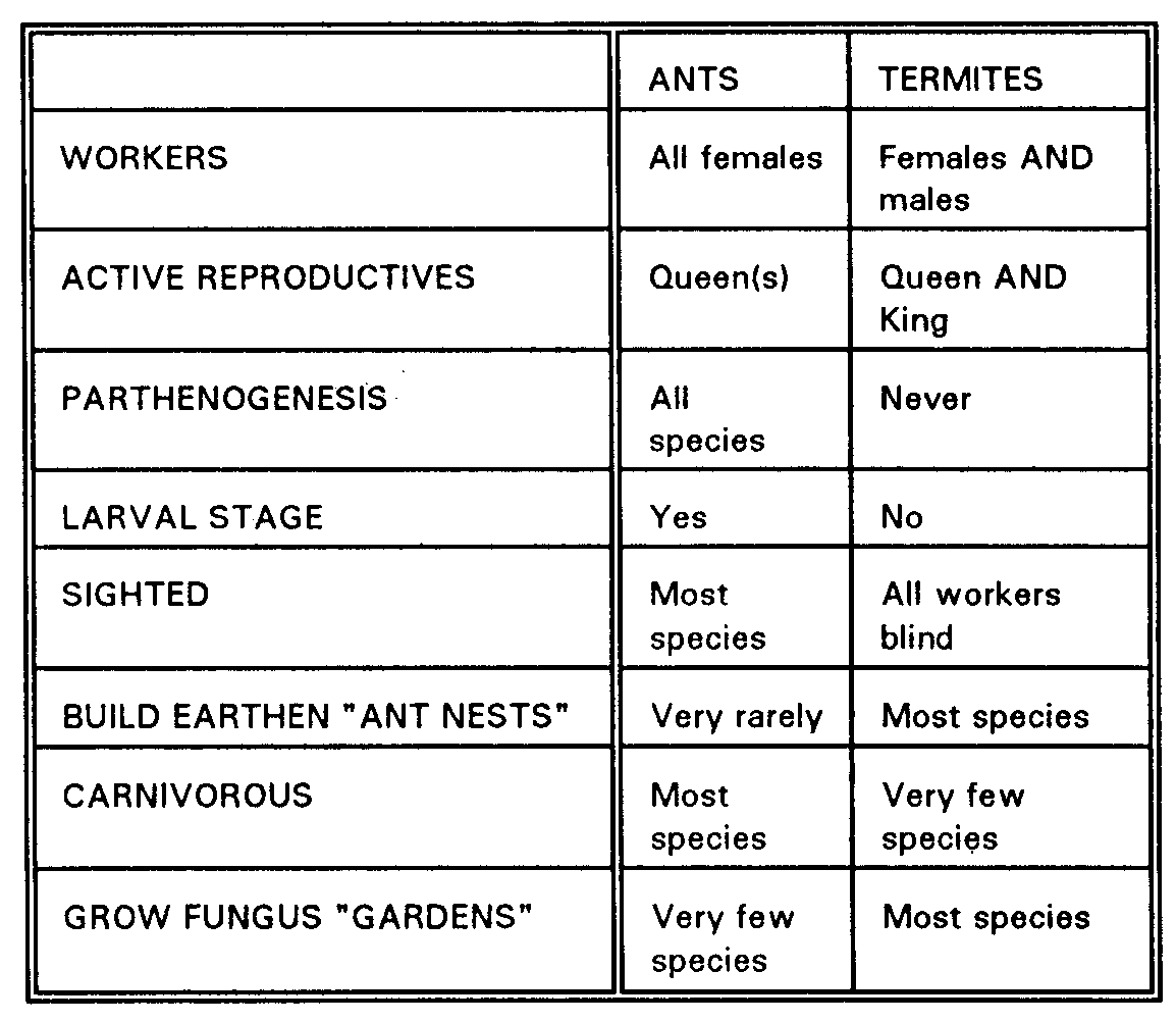- Ants of Southern Africa -: Ants vs Termites: the Soul of the White Ant