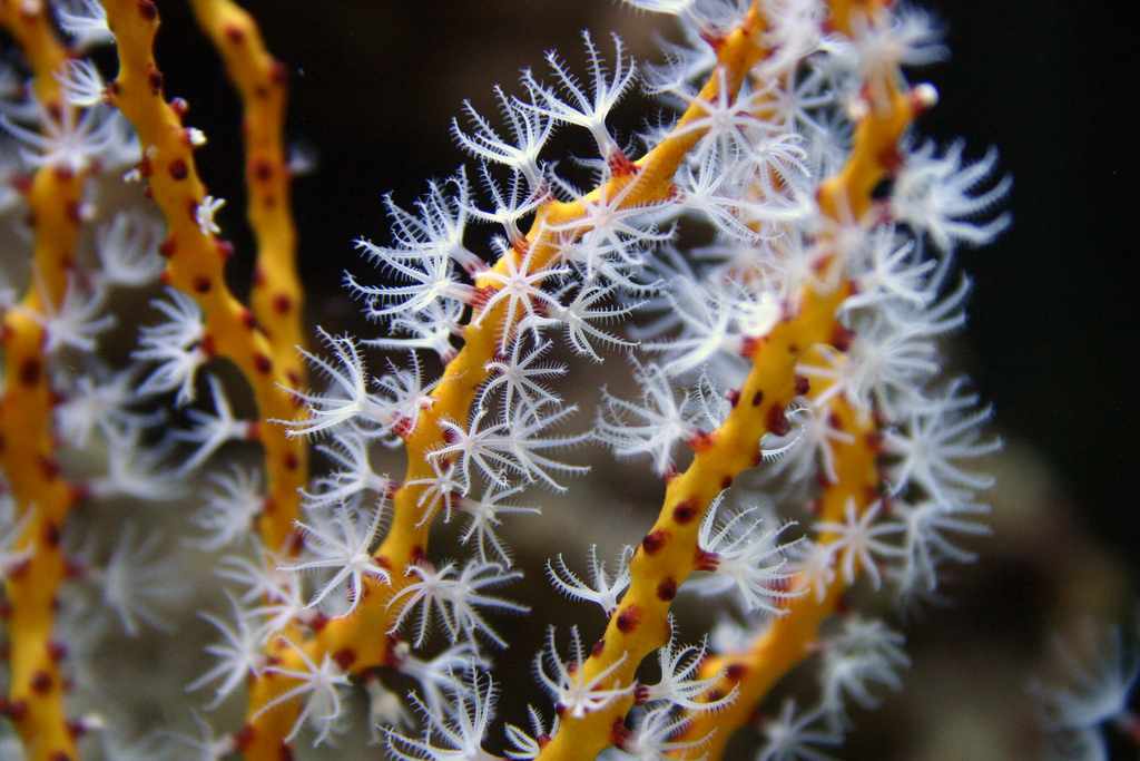 Real Monstrosities: Gorgonian